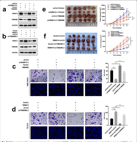 Figure 5 From Rbm15 Facilitates Laryngeal Squamous Cell Carcinoma