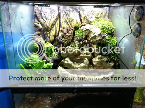 Dart Frog Setup With Photo Reptile Forums