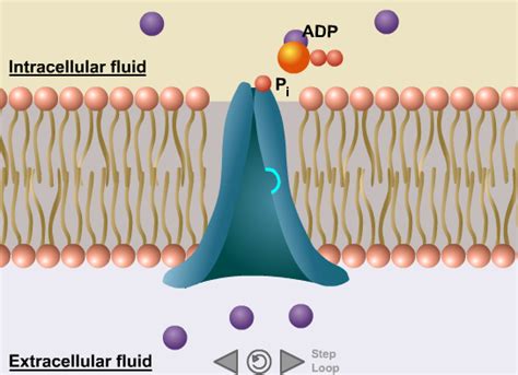Primary Active Transport Play Online On Flash Museum 🕹️
