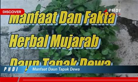 Ketahui Manfaat Daun Tapak Dewa Yang Wajib Kamu Ketahui