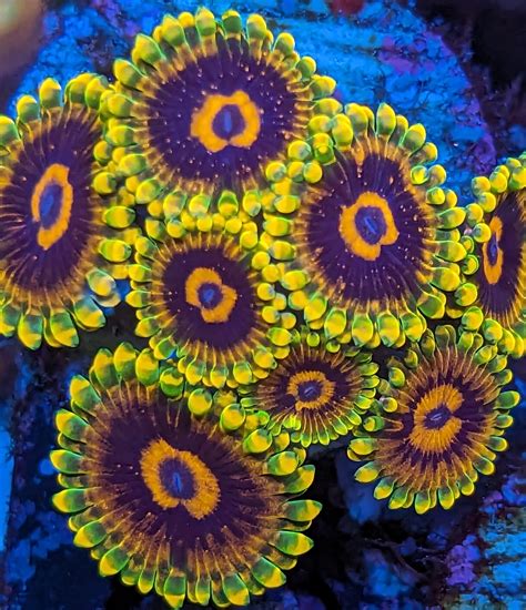 Jedi Mind Tricks Zoanthids Mini Colony Wysiwyg Valentinocorals