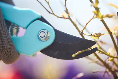 Trees Shrubs Flowers 10 Plants Not To Prune In Winter To Avoid