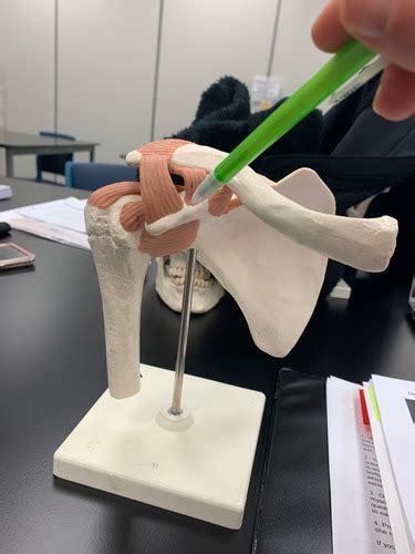 CH Labeling Bones Lab Flashcards Quizlet