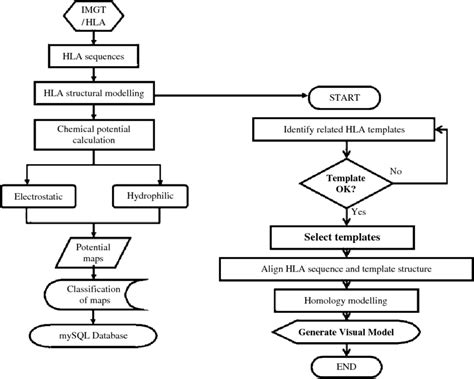 Work Flow Diagram Showing Human Leukocyte Antigen Hla Modeling And Download Scientific