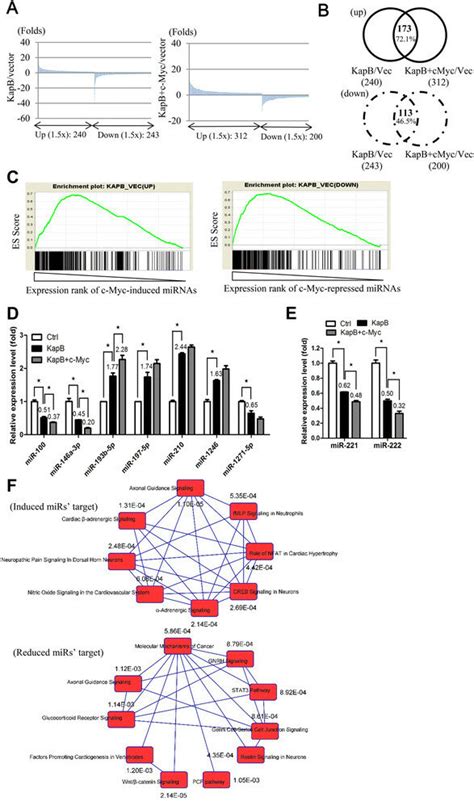Myc Cooperates With Kaposin B To Regulate Cellular Known Mirnas A