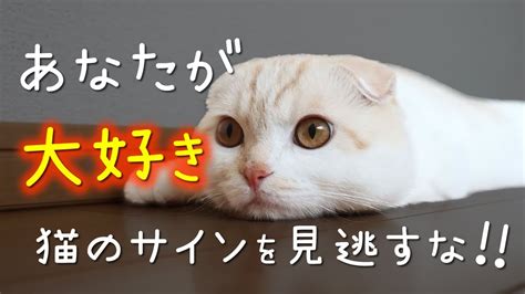 猫が好きな人にする行動10選【いくつ当てはまる？】 Youtube