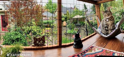 Cats Enclosure Ideas