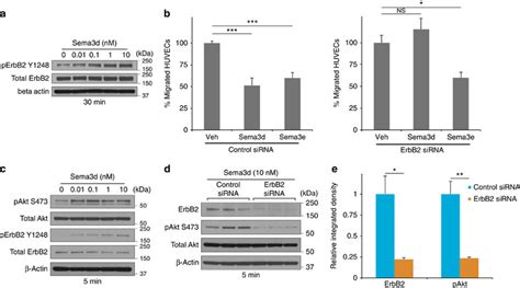 Sema3d Signals Via Erbb2 In Endothelial Cells A Western Blot For