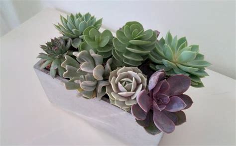 Succulents In Rectangular Concrete Planter Cement Pot By Miami In