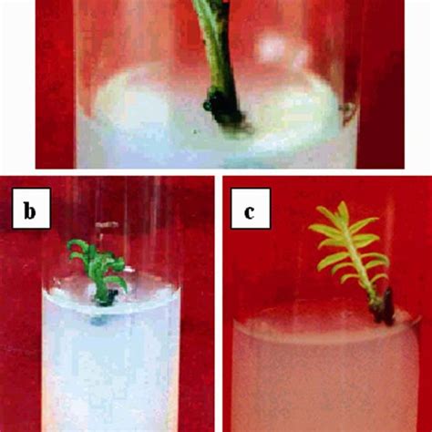 ⎯different Stages Of In Vitro Shoot Development From Nodal Explants Of