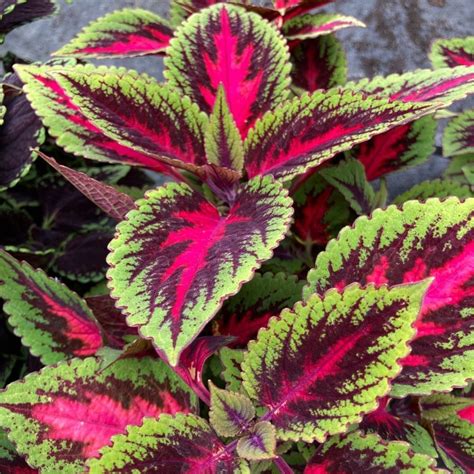 Coleus Ruby Road Feuillage Couleur Vert Et Rose