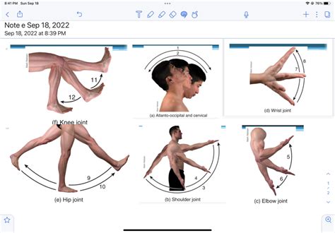 Flexion And Extension Identification Diagram Quizlet