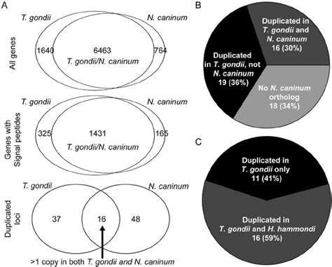 A Overall Genomic Synteny Between T Gondii And N Caninum Predicted