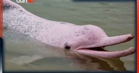 Delfín Rosado Del Amazonas Se Extinguirá En Menos De 50 Años
