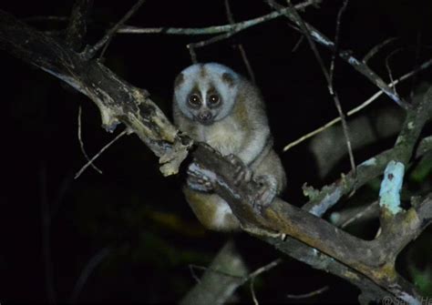 Lo I Cu Li T I Vi T Nam Lo I Linh Tr Ng D Th Ng V Qu Hi M Wanee Vientam