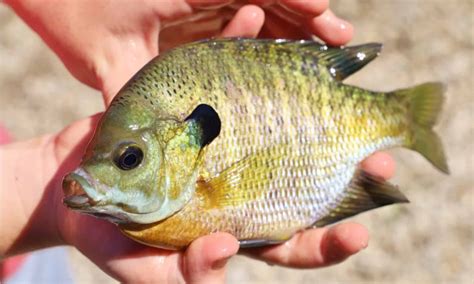 Best Name For Blue Gill