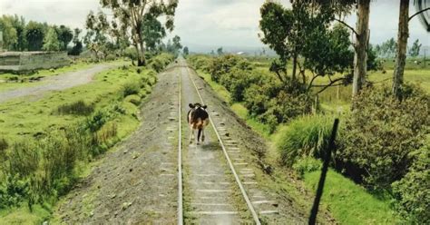 Una vaca fue atropellada por un tren cayó sobre un hombre que estaba