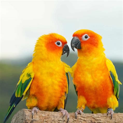 Exploring Conure Types A Guide To These Vibrant Parakeets Windy City Parrot