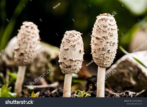 Coprinus Mushroom Cell