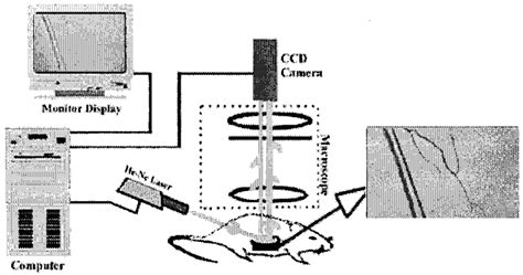 Schematic Illustration Of Setup For Speckle Imaging A He Ne Laser
