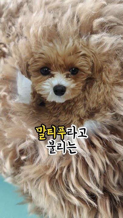 금발색 털 강아지~ Youtube