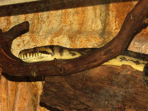 Amethystine Python By Soll Dennegallery On Deviantart