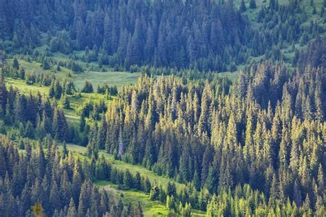 Premium Photo Pine Tree Forrest