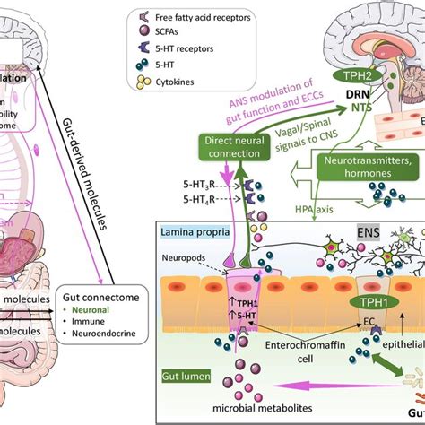 Schematic Of Microglial Activation Astrocyte Activation Their Download Scientific Diagram