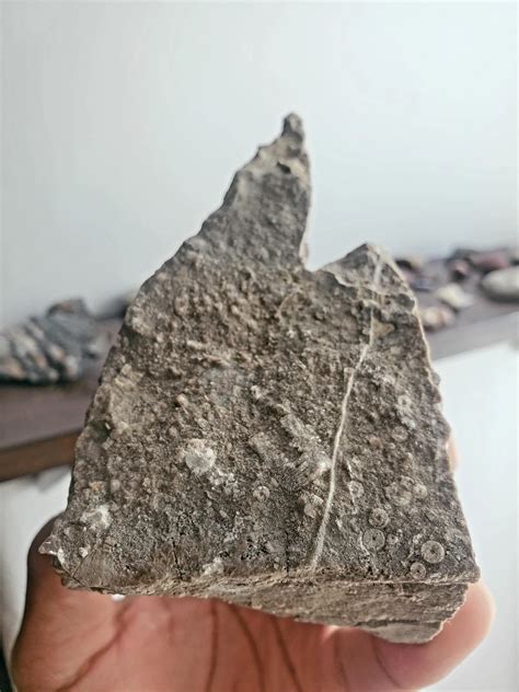 Some Really Crispy Crinoid Stem Fossils From The Madison Limestone