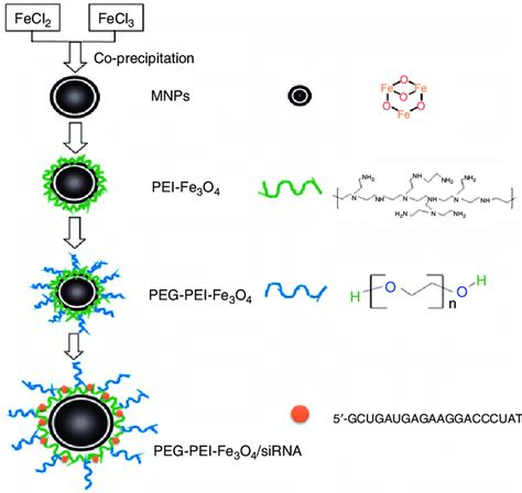 A Schematic Diagram Of The Synthesis Of Sirna Loaded Peg Pei Fe 3 O 4