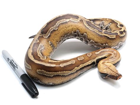 2021 Female Borneo Short Tail Python New England Reptile Nerd