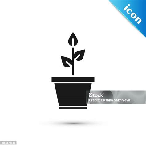 Plante Noire Dans Licône De Pot Disolement Sur Le Fond Blanc Plante