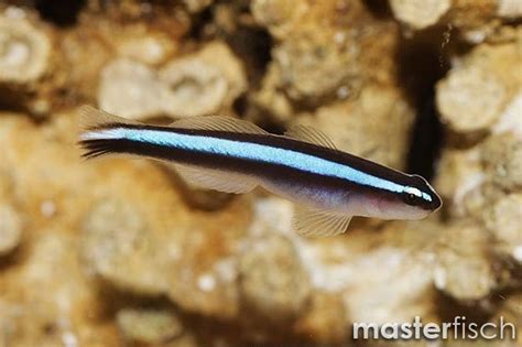 Neon Goby Elacatinus Oceanops MasterFisch