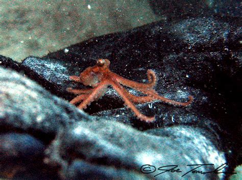 Caribbean Pygmy Octopus