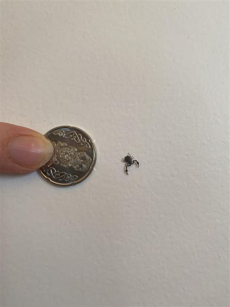 Bug Thing R Newzealandwildlife