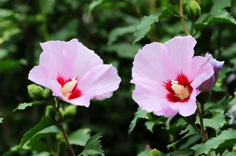 What To Plant Under Crepe Myrtles 20 Plants To Consider Gardening