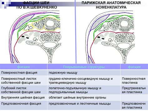 Мышцы и фасции шеи Online Presentation