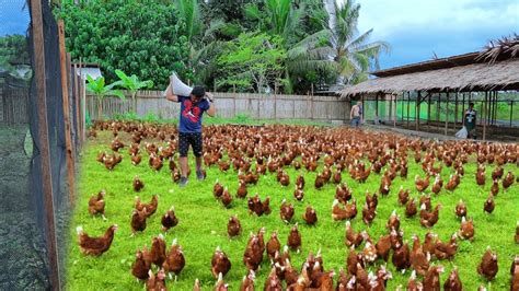 Free Range Chicken Farming Episode 59│harvesting Hundreds Of Eggs