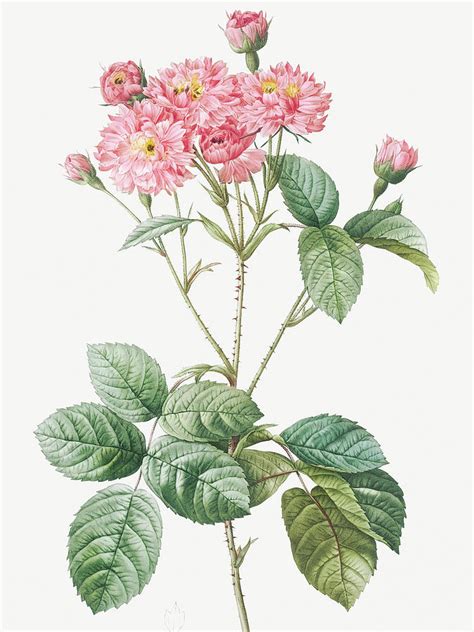 Carnation Petalled Variety Of Cabbage Rose Also Known As Rose Bush