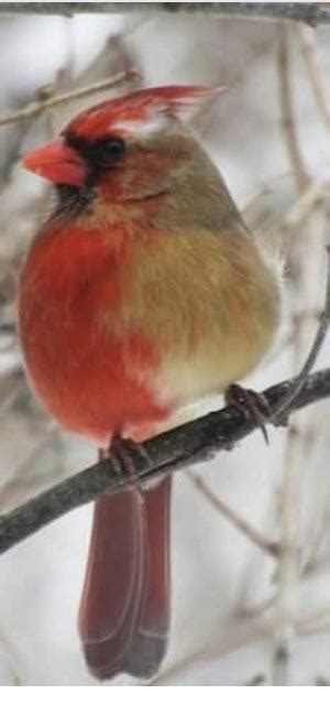 Rare Half Male Half Female Cardinal Rmildlyinteresting
