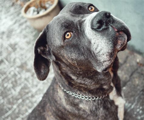 Mastiff Cane Corso A Comprehensive Guide Dogsintl