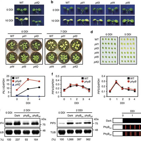 Pdf Phytochrome Interacting Transcription Factors Pif4 And Pif5