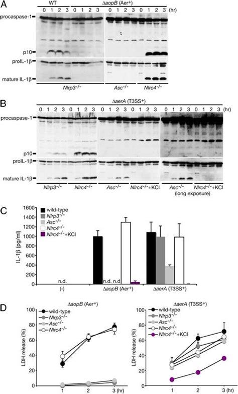 Differential Regulation Of Caspase 1 Activation Via Nlrp3 Nlrc4