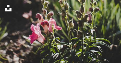 Foto Planta De Hojas Verdes Con Flores Rosadas Imagen Flor Gratis En