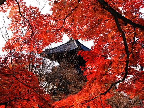Tokiwai s Photo Blog 真如堂 真正極楽寺