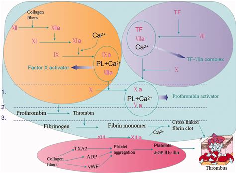 The Role And Function Of Platelets In The Process Of Thrombus