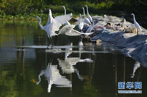 海南三亚鹭舞冬日