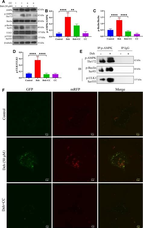 Deh Activates Autophagy Through Ampk A D Protein Levels Of P Ampk