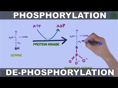 Protein Phosphorylation