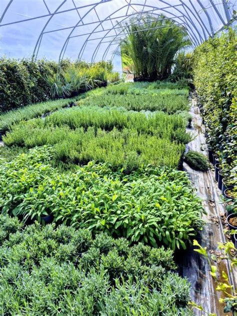 Rastline Okrasne Rastline